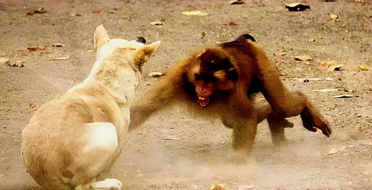 The monkeys in India tortured and killed the dogs and staged a monkey ...