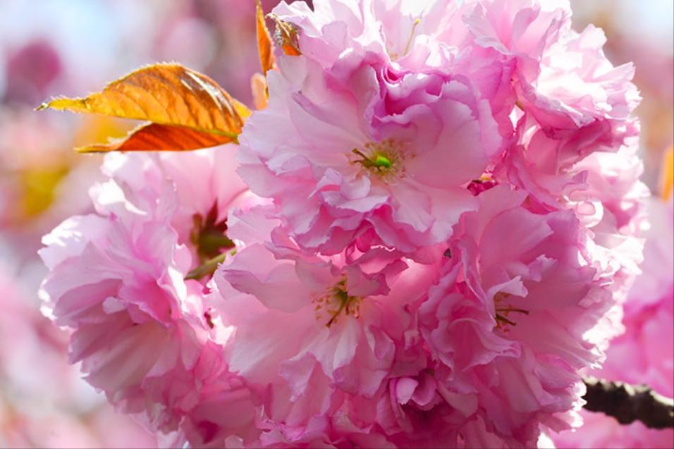 6 kinds of "big flower tree" garden greening use "it" to bloom, rich ...