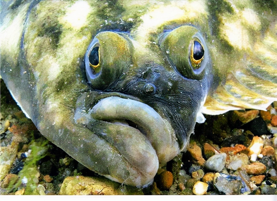 Fish with "eyes on the same side" - iNEWS