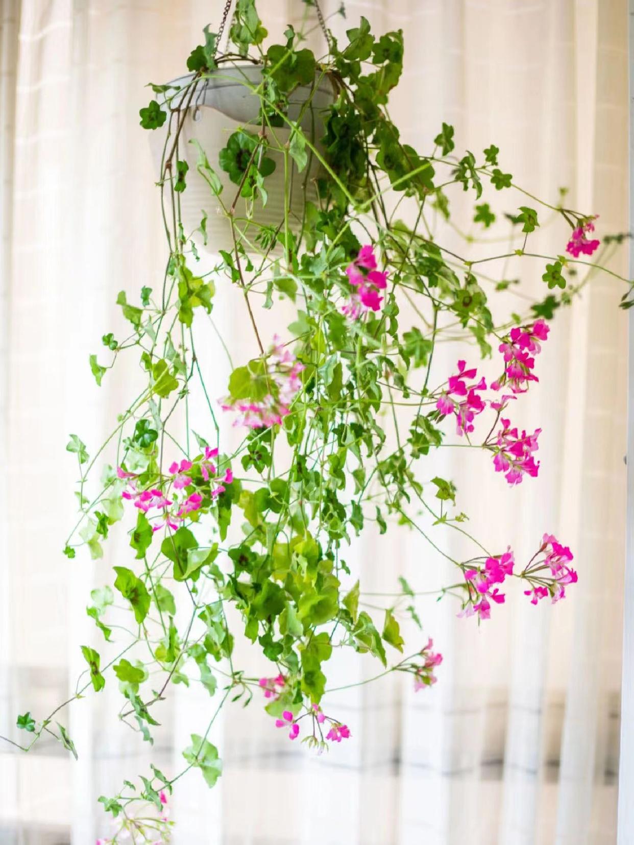 The cure is "hanging flowers", and there is a small balcony at home, so ...