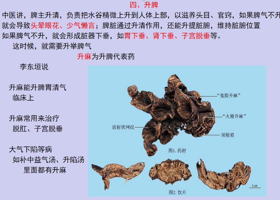 In summer, when it is time to strengthen the spleen and remove dampness ...