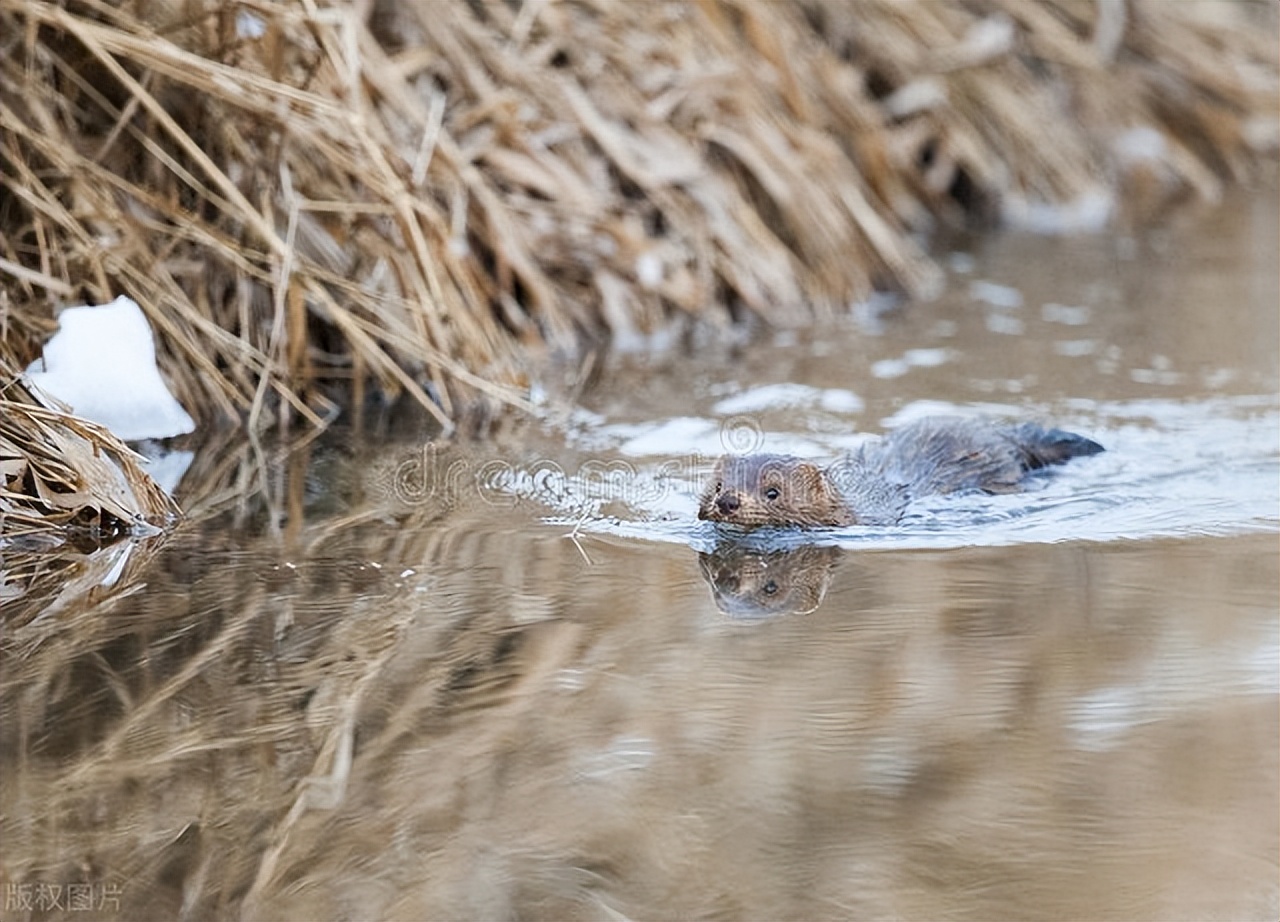 Are weasels as smart as humans?The animal you wear is smarter than you ...