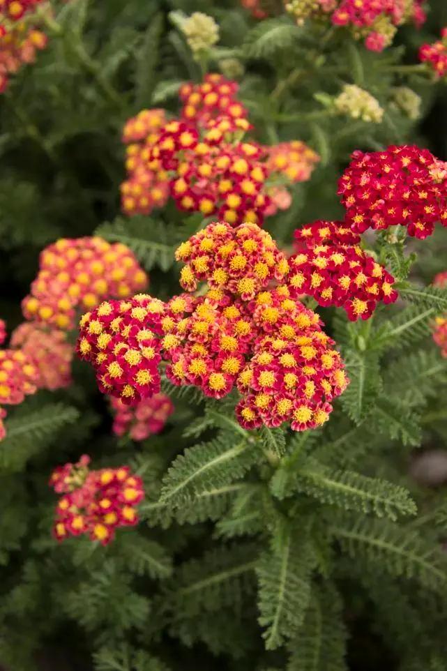 "Hundred Flowers Collection" (515) - iNEWS