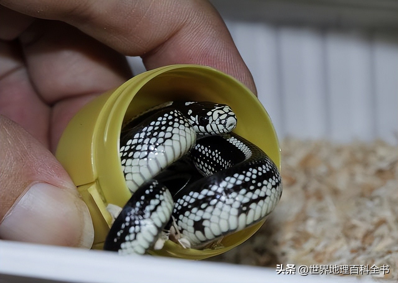 Corn Snake Growth: From Egg to Adult - iNEWS