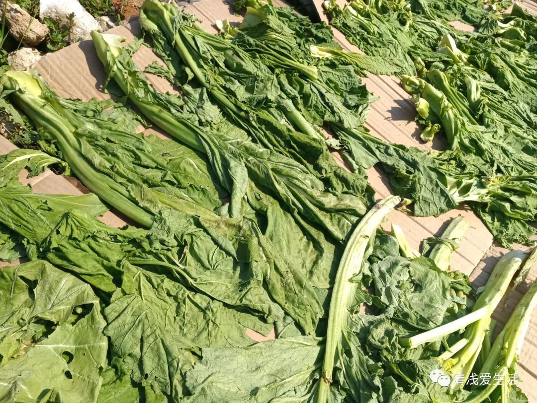 Harvest of mustard heads grown in home garden - iNEWS