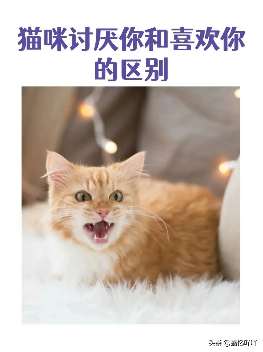What's the difference between a cat hating you and liking you? - iMedia