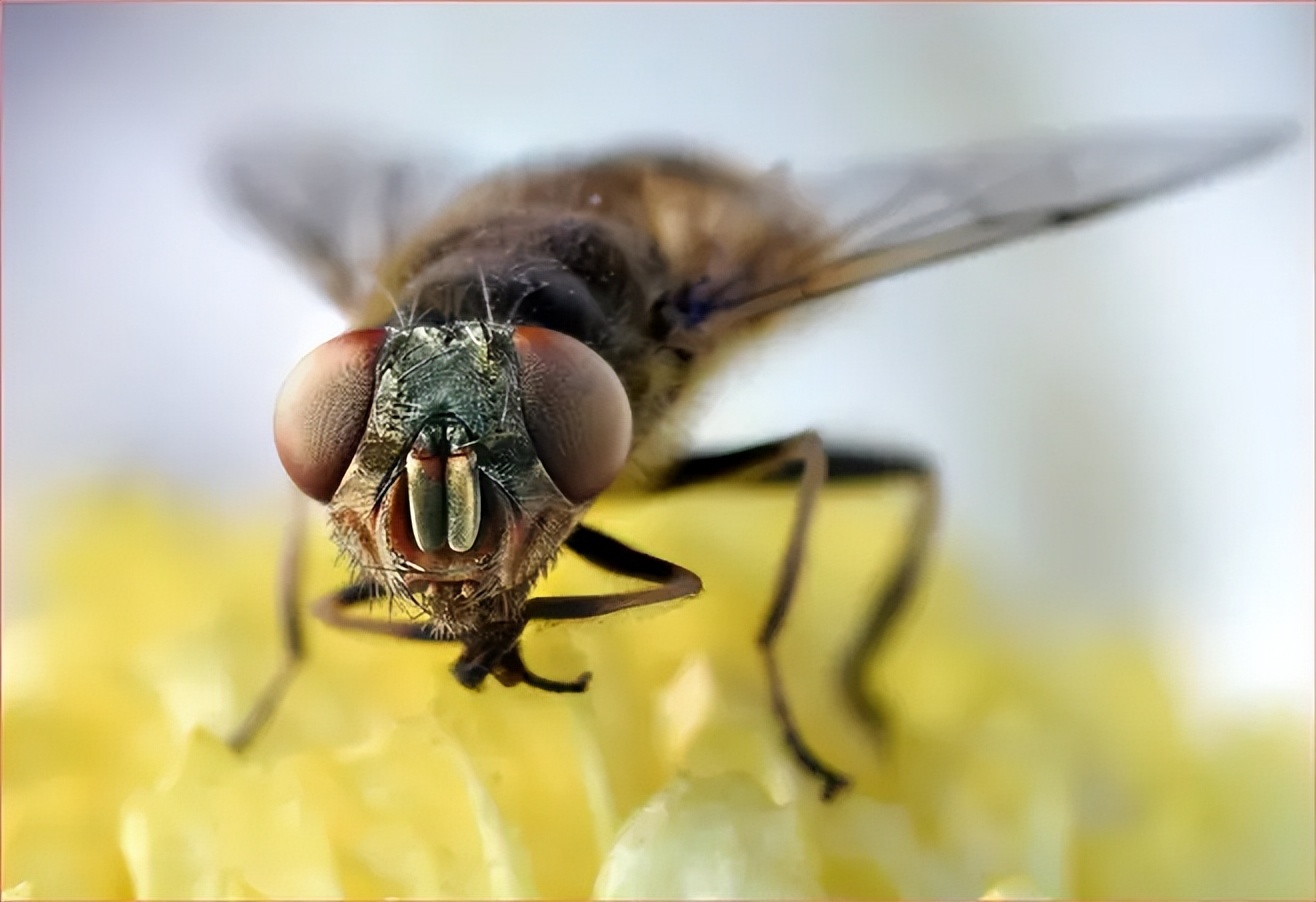 The fly "unintentionally" rubs its head down to play, what does it want ...