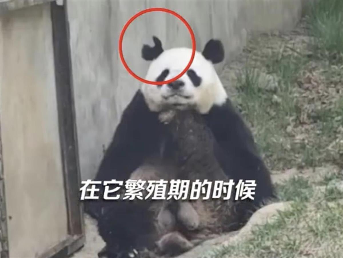 The female panda Abao provoked the male Qizai, and a piece of her ear was bitten off into a V ...