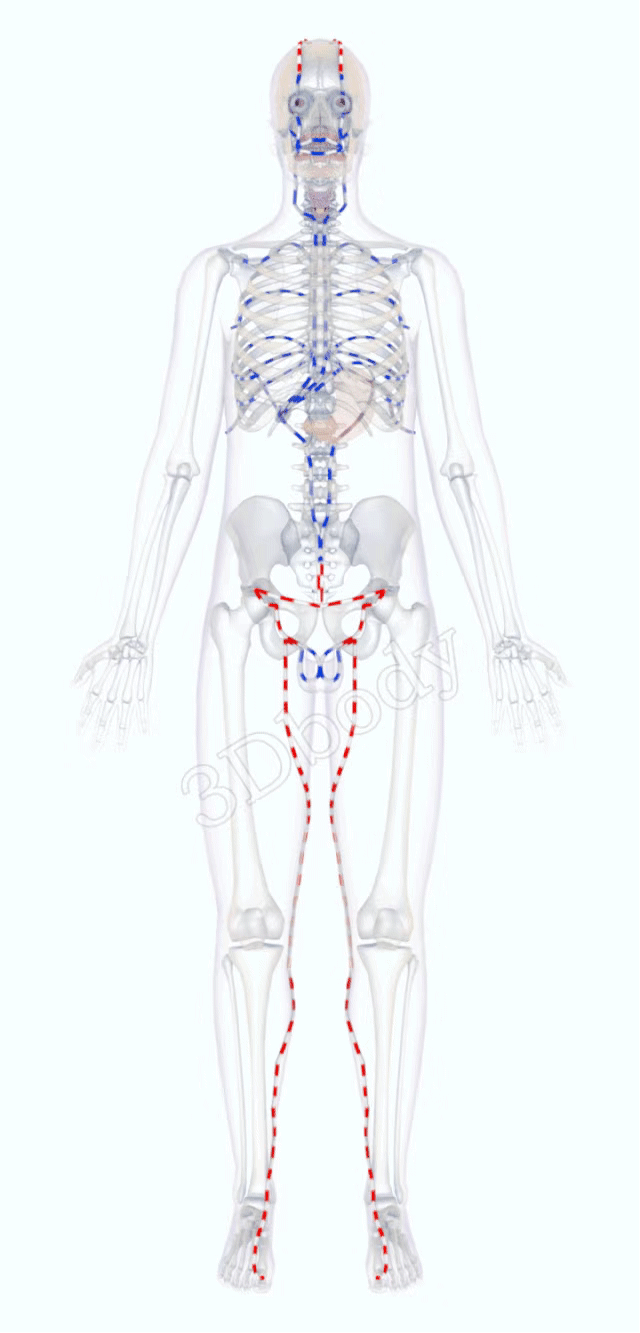 Shaoyang Gallbladder Meridian of the Foot of the Twelve Serious ...