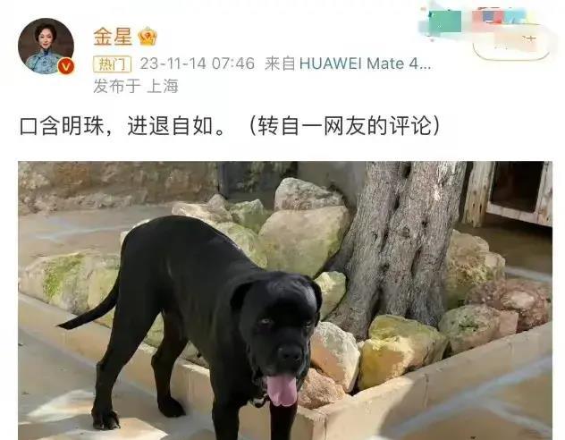 Jinxing's article doubts the connotation of Dong Mingzhu and Wang Ziru ...