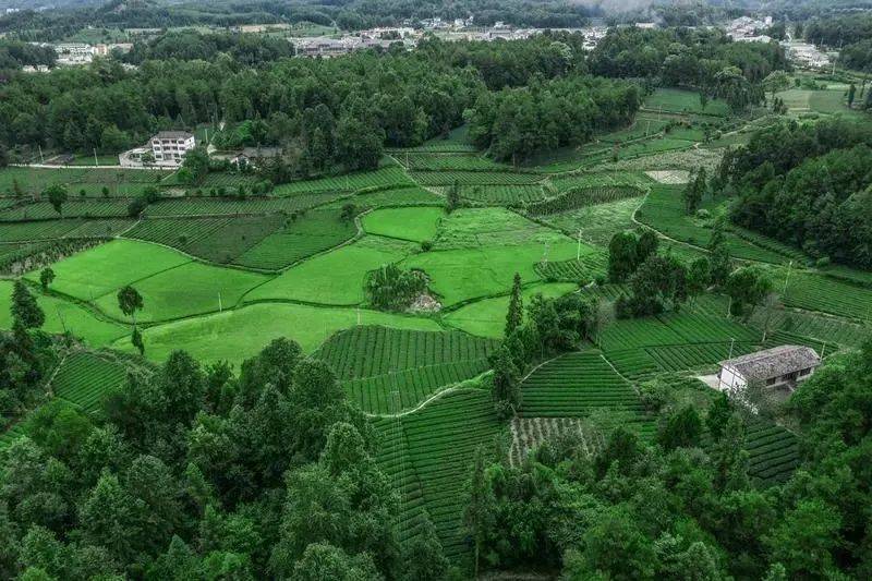 Wandering around the ten thousand acres of tea sea in Zunyi, the tea is ...