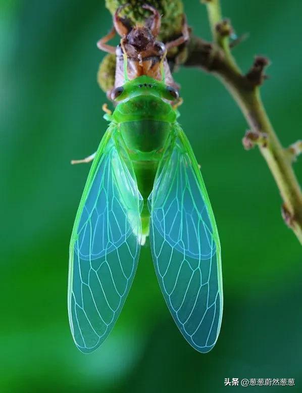 Beginning of Autumn Talking About Cicadas - iMedia