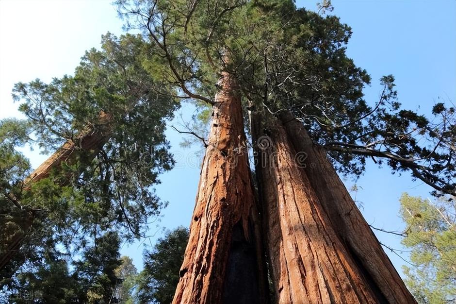 The giant sequoia with a height of 110 meters and a diameter of more ...