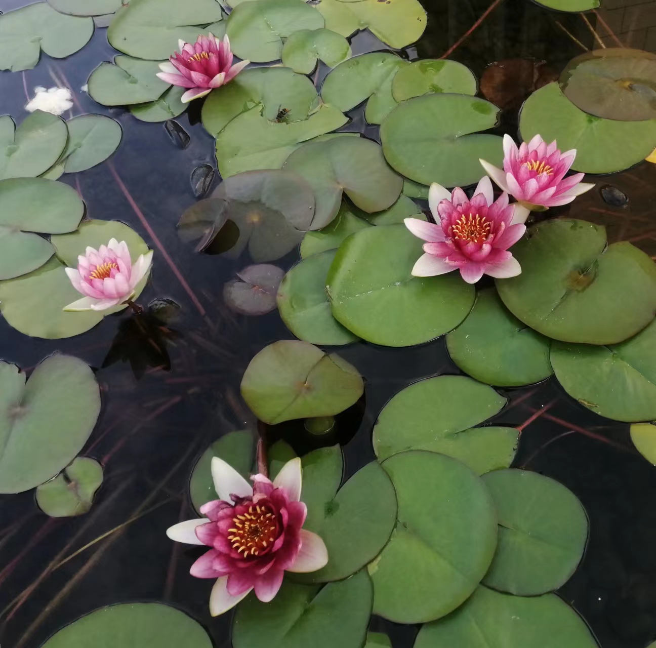 Selected Poems of Yang Chengbin: Chasing Dreams, Realizing Dreams ...