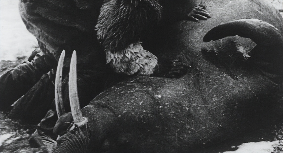 Nanook of the North, a record of the confrontation between human nature ...