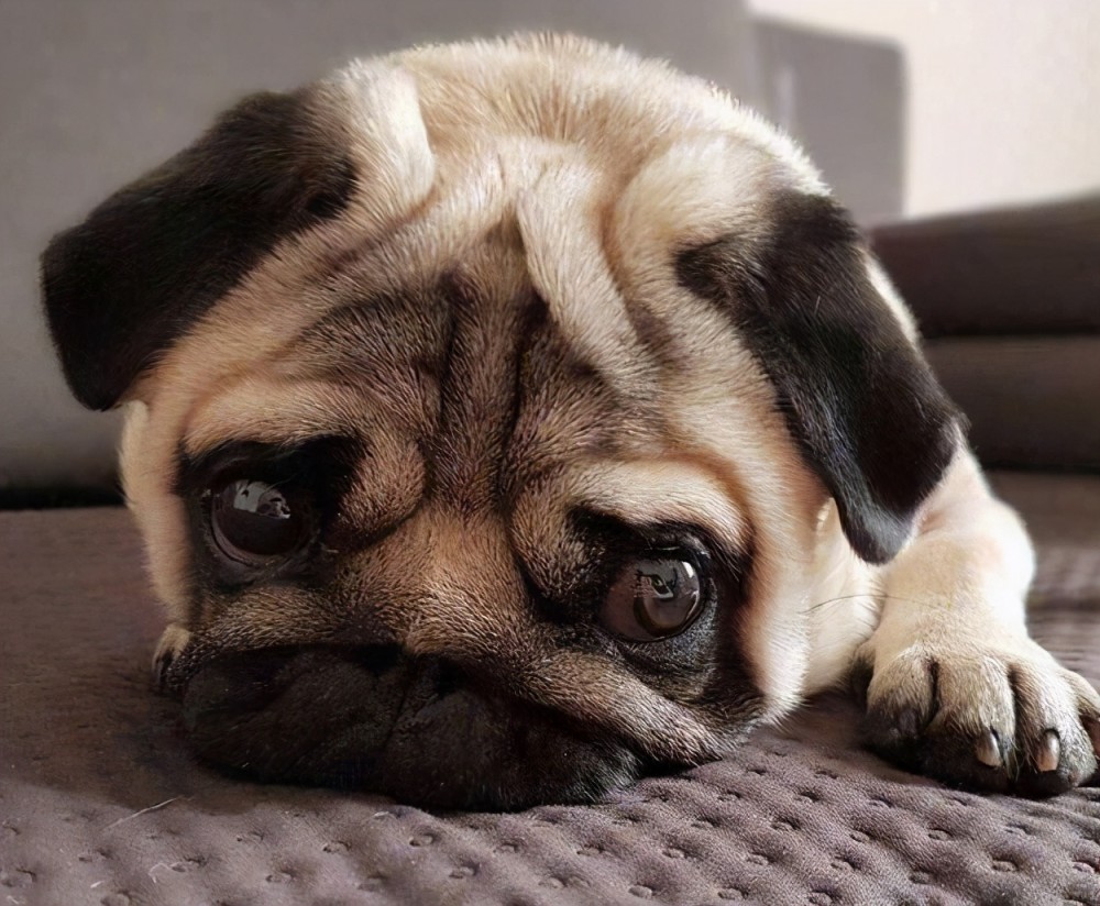 Are dogs crying?No, that's it asking for help! - iNEWS
