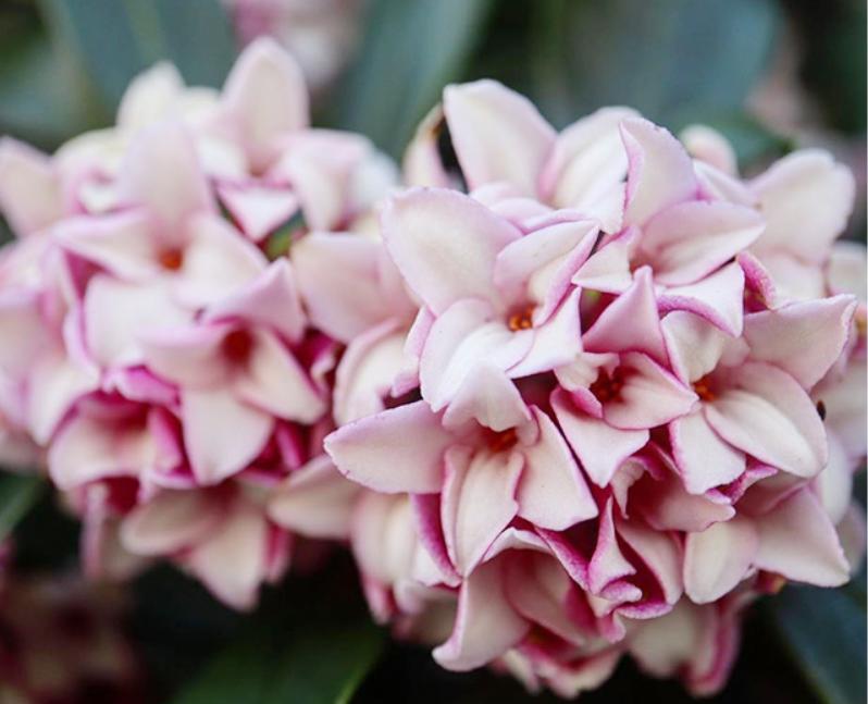 Ruixiang Phnom Penh blooming in winter, pay attention to these ...