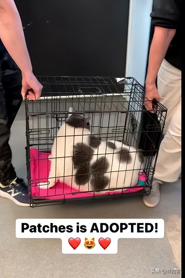 Have you ever seen the fattest cat in the world today? The fate of this ...