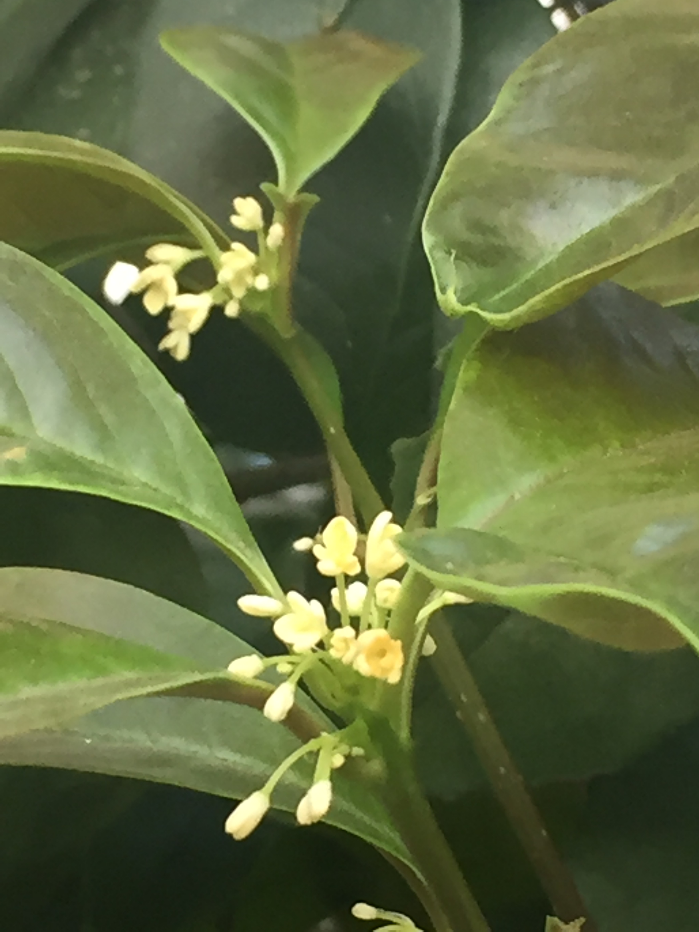 Yutang Fugui in Gardening - iNEWS