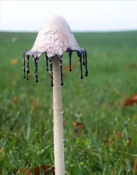 56 kinds of rare mushroom pictures - iNEWS