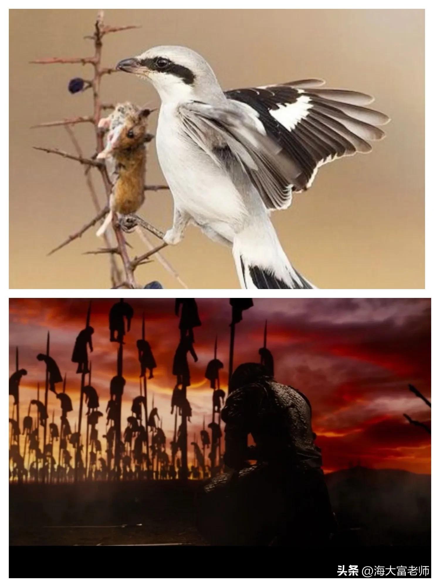 Shrike: Petite but "butcher among birds", acting like a vampire ...