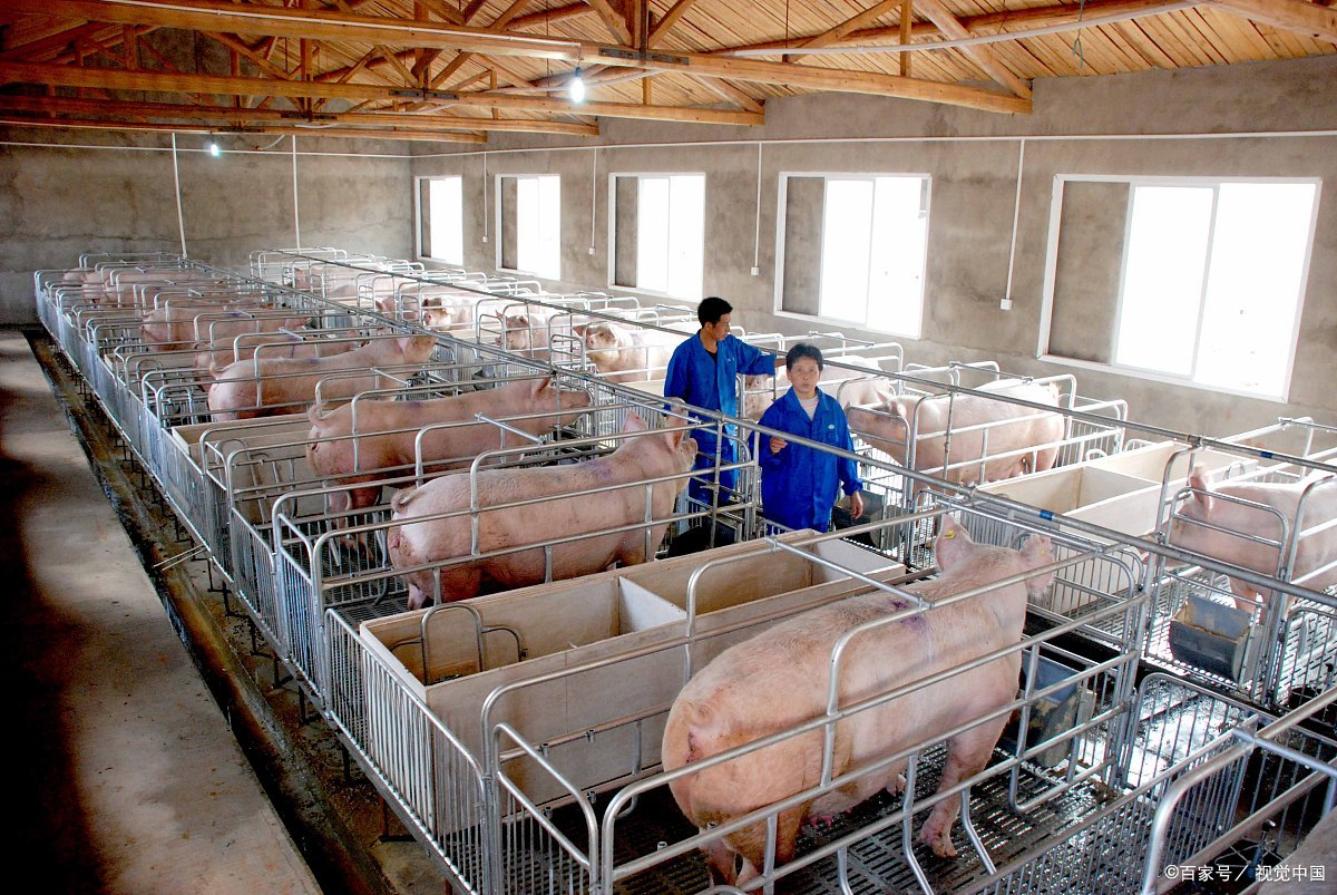 Postpartum feeding and management of sows - iMedia