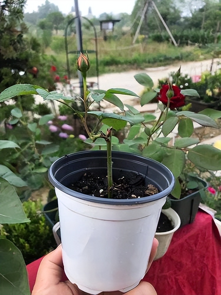 Rose seedlings grow flower buds, so you must be determined to do so, so ...