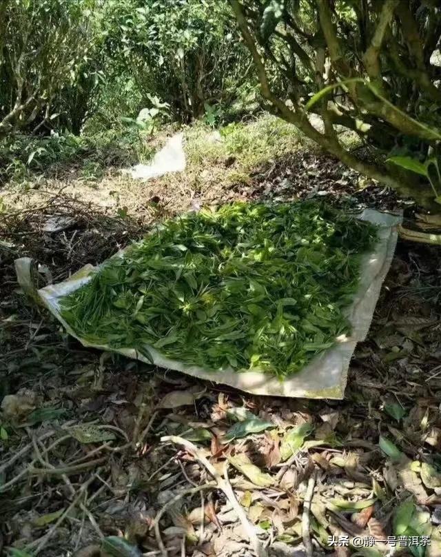 Yiwu Yao District Township Bayiqing Ancient Tree Tea - iNEWS