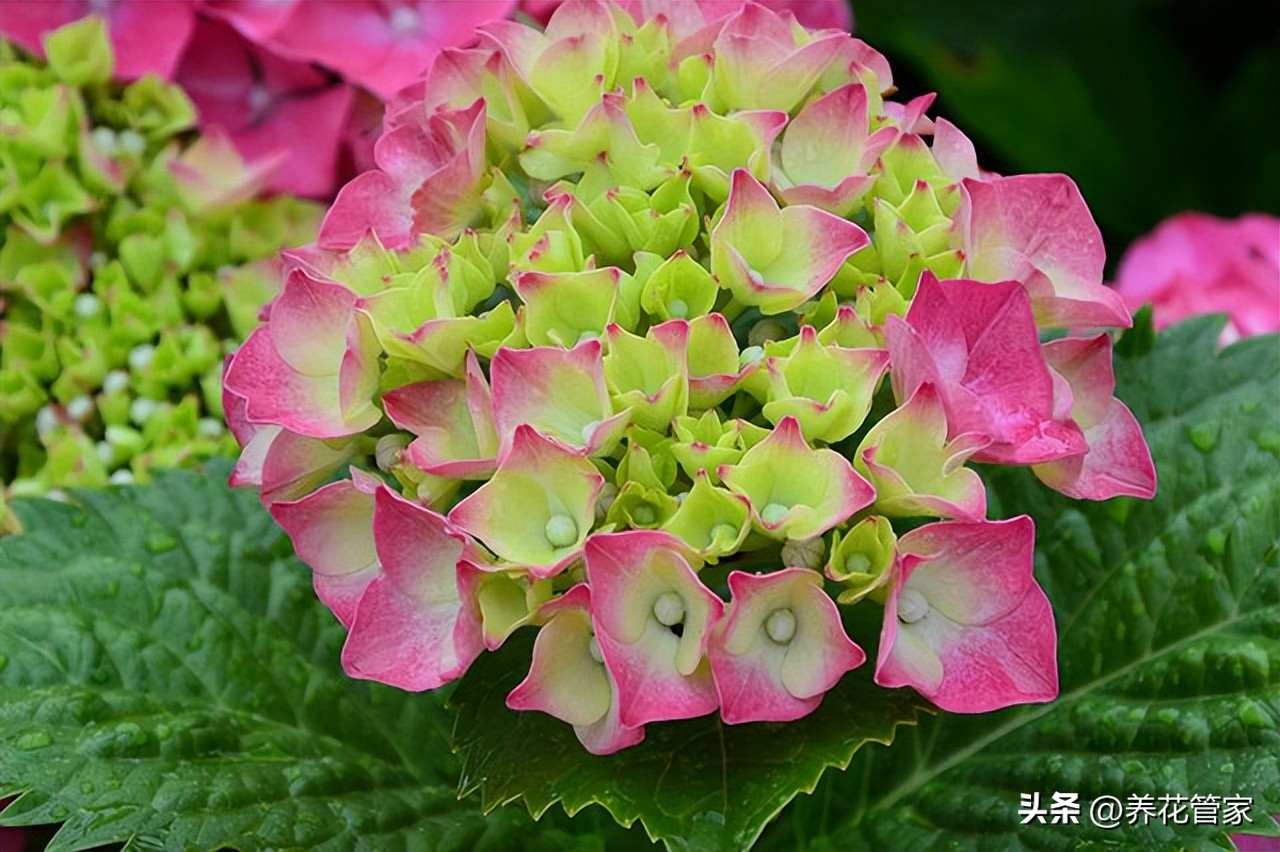 Hydrangea has no buds, small blooms, and buds disappear?The reason is ...