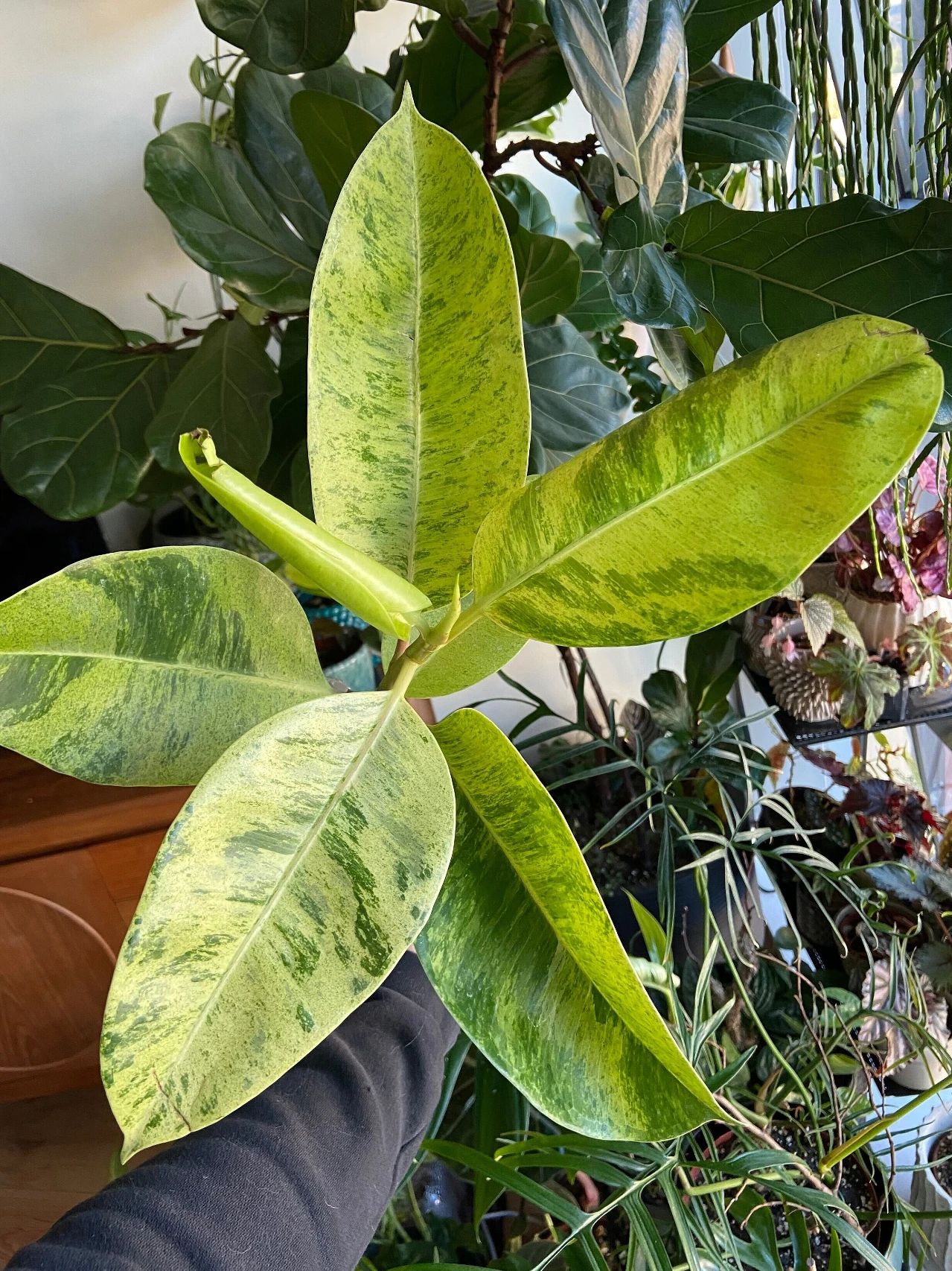 8 charming rubber tree varieties, good-looking and durable, can be ...