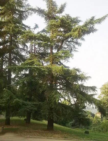 Cedar-one of the world's famous garden ornamental trees - iNEWS