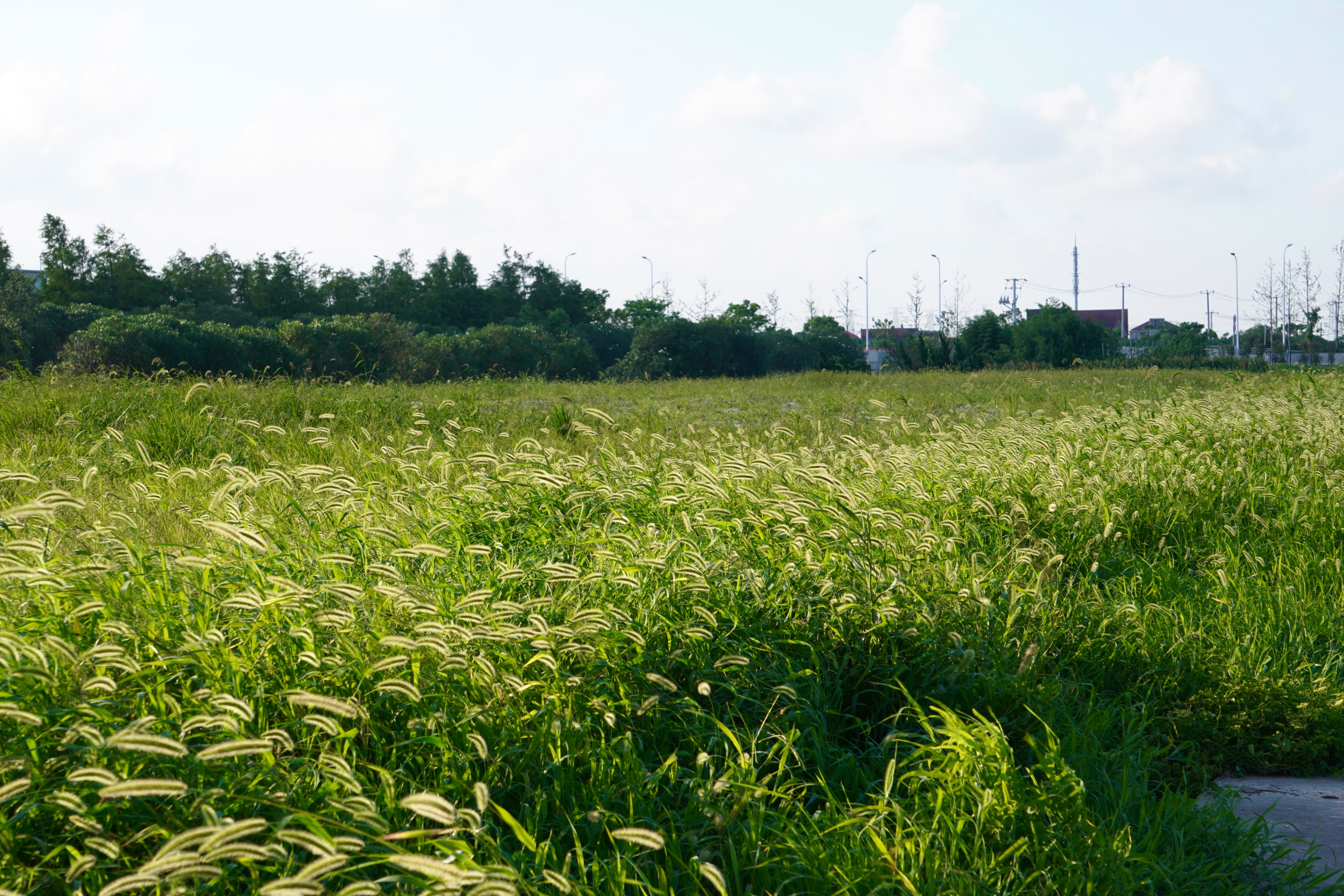 The great scenery in the Pudong countryside of Shanghai is thriving ...