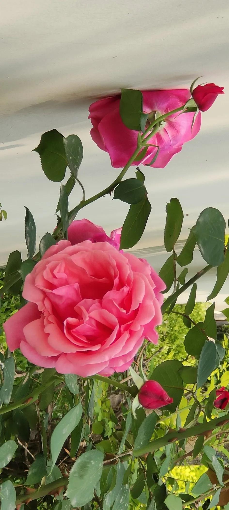 Please enjoy the roses I photographed - iMedia