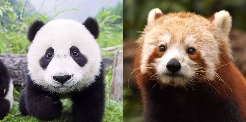 Is being cute a "sin"?The giant panda is safe, but the red panda is ...