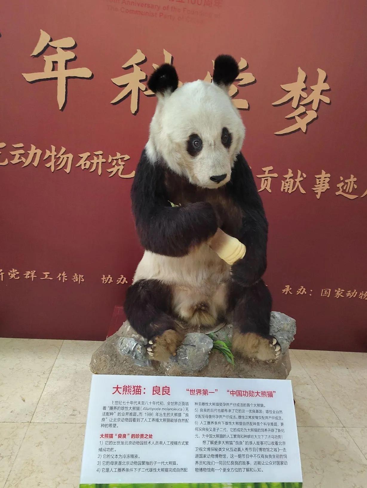 Liangliang is a meritorious giant panda - iNEWS