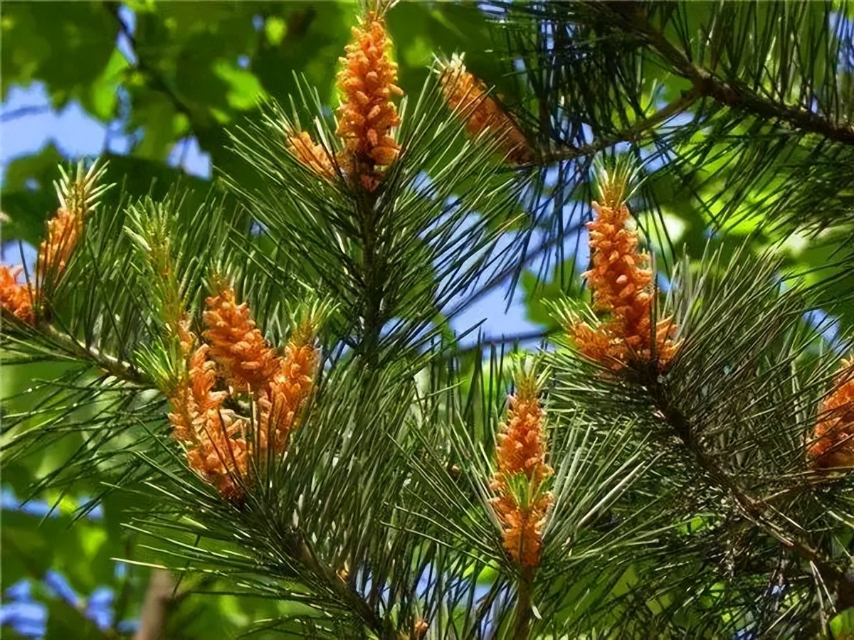 Take you to identify the pine knots - iNEWS