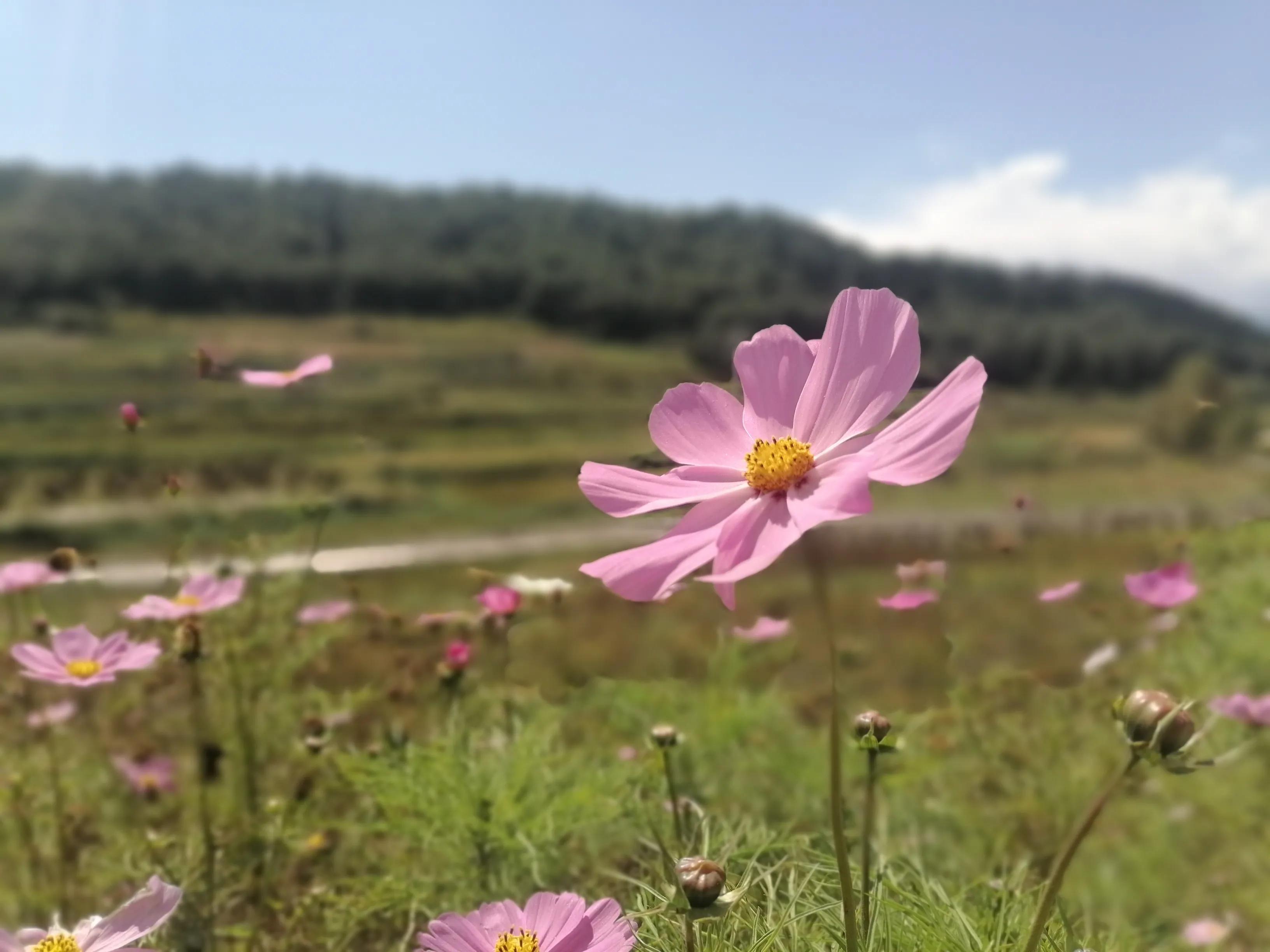 Is Liangzhou one of the three major cities in ancient China?In fact, Mr ...