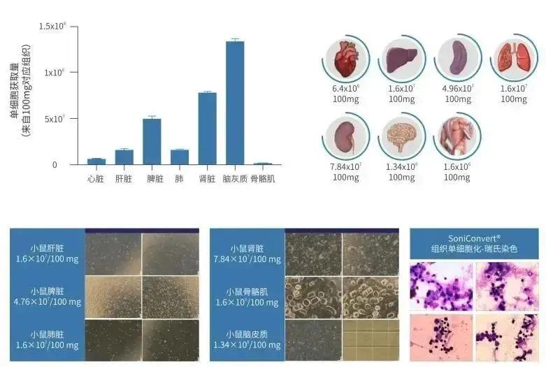 Want to quickly obtain live single cells from tissue?just use it - iNEWS