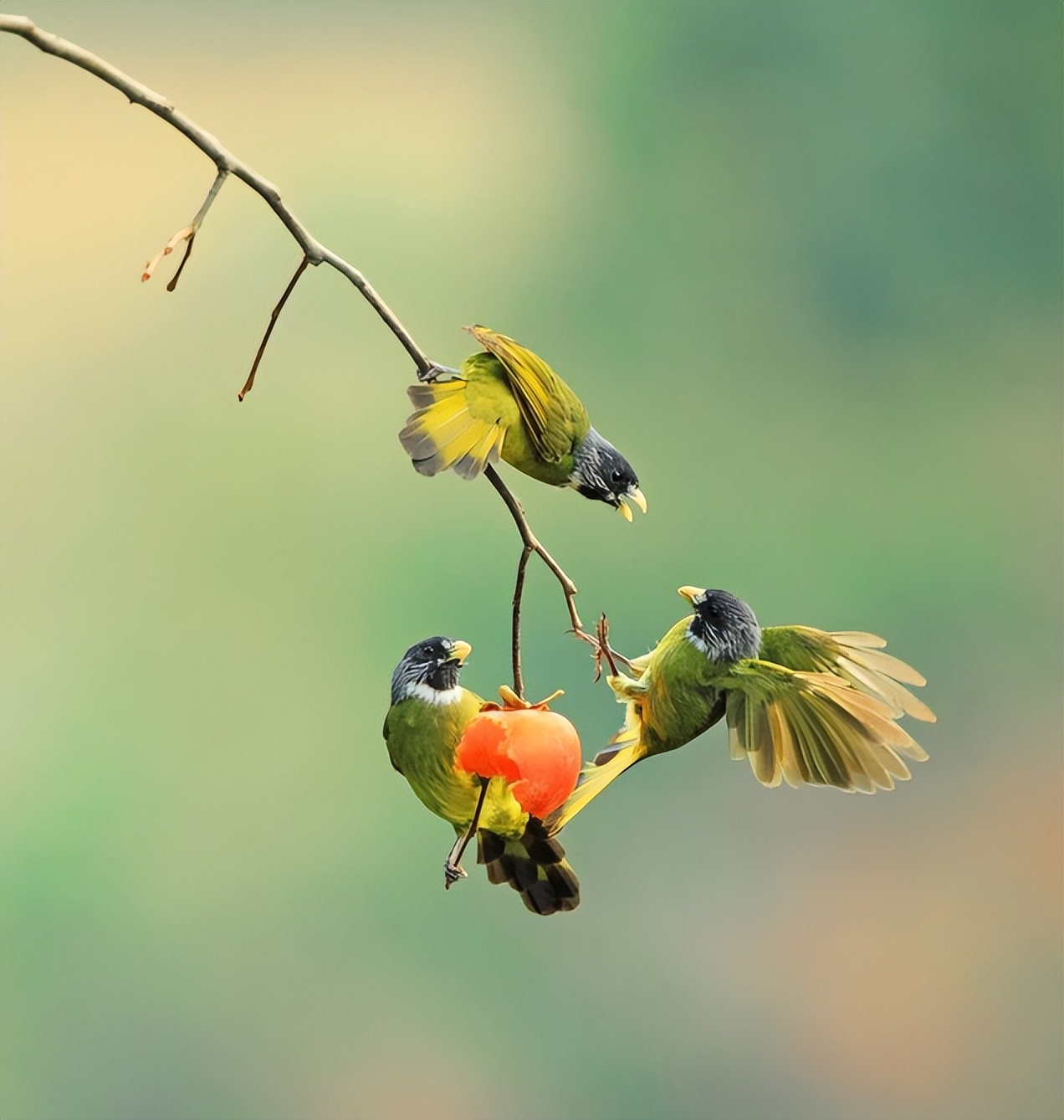 The persimmons are already red in the deep autumn. Twenty ancient poems ...