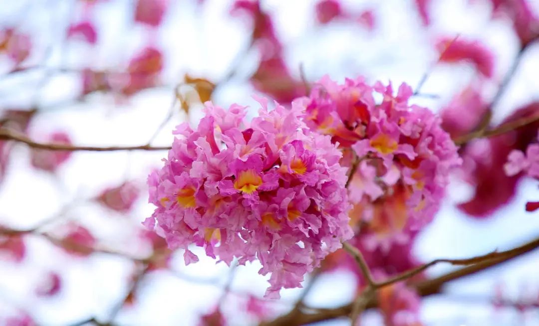 The cherry blossom season in Malaysia is here - iNEWS