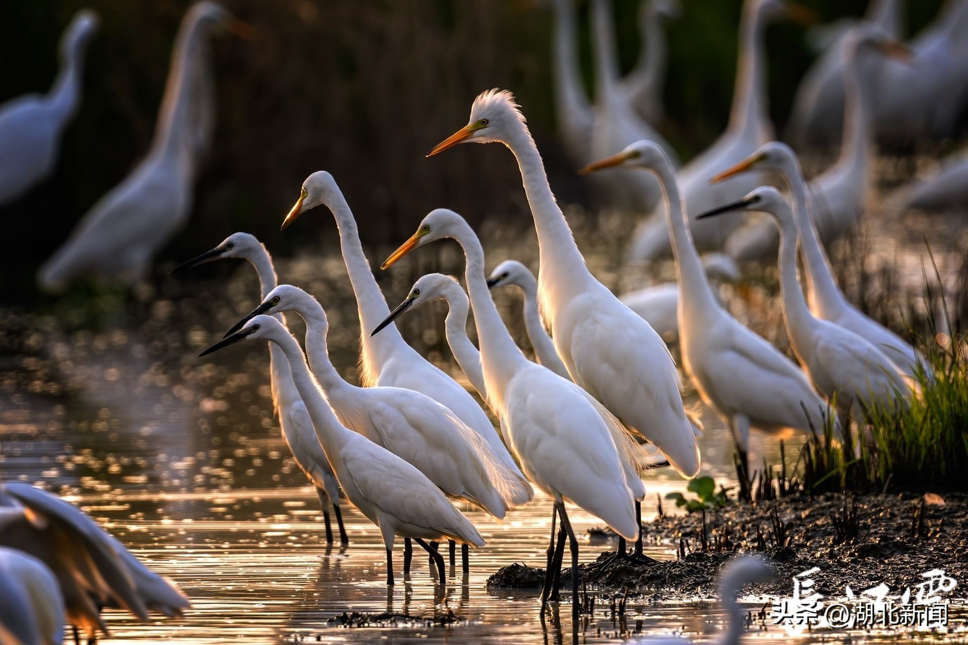 "Multi-picture Warning" Wuhan Egret Flying Collection, Exhibition ...