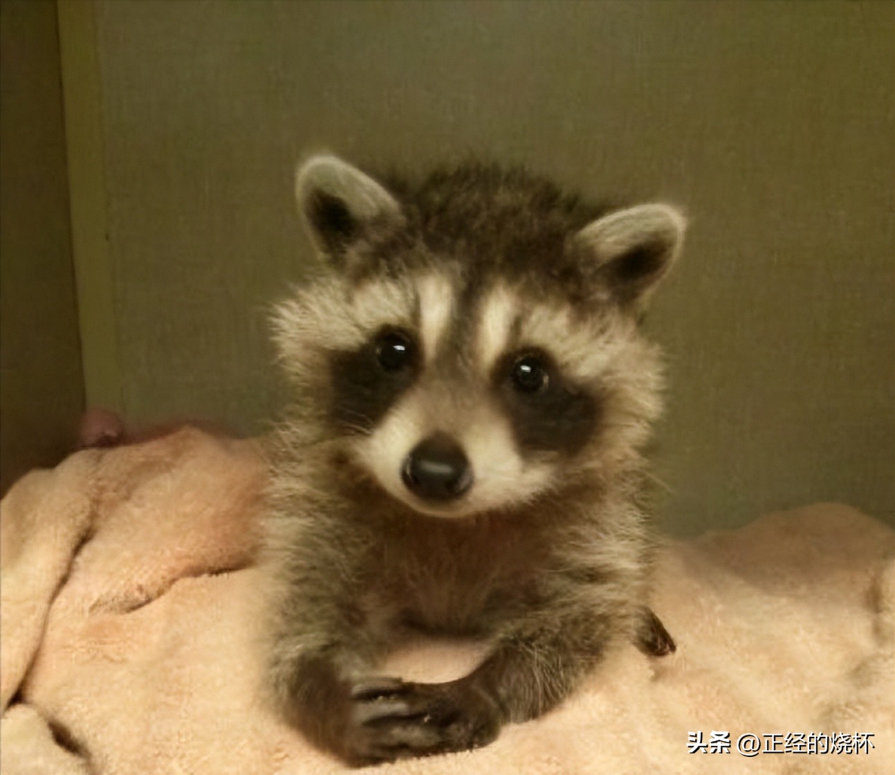 Raccoons are small mammals, where do they live? What are the ...