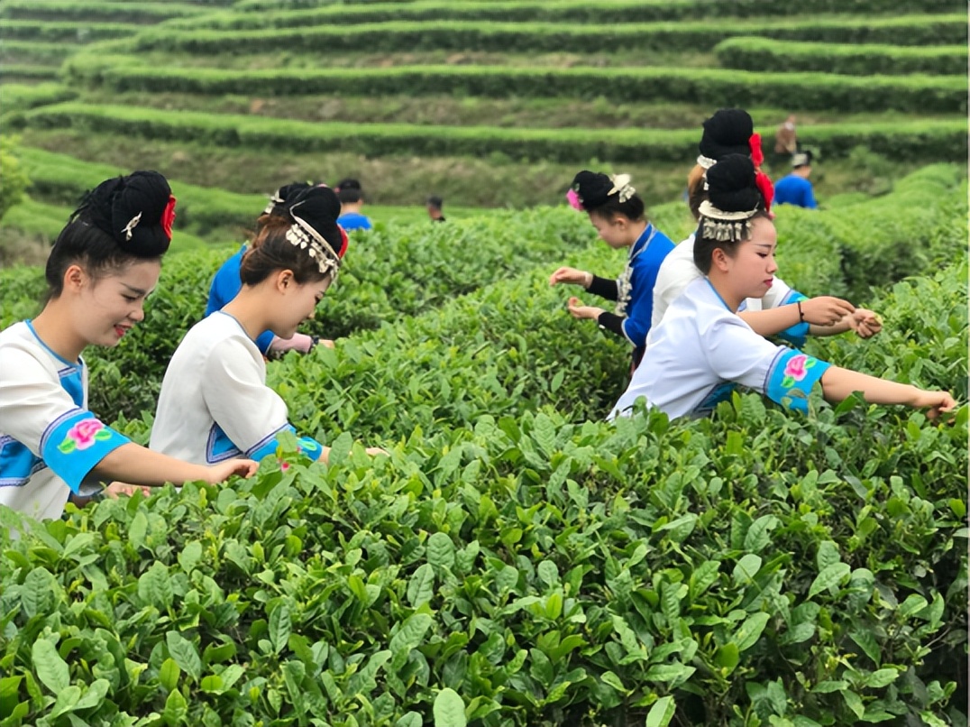 Very distinctive, the "fragrance" from the pavement of Danzhai tea ...