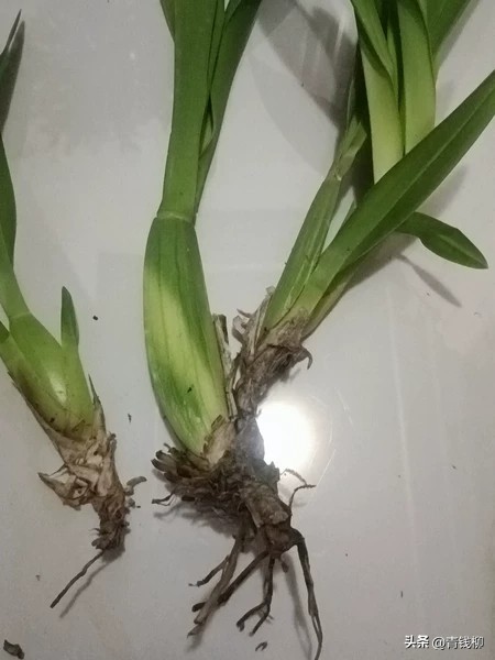 What are the methods of reproduction of orchids? - iNEWS