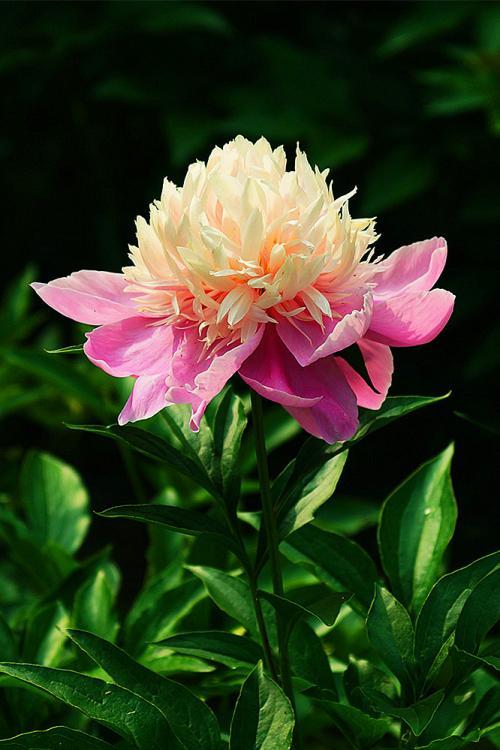 "Hundred Flowers Collection" (452) - iNEWS
