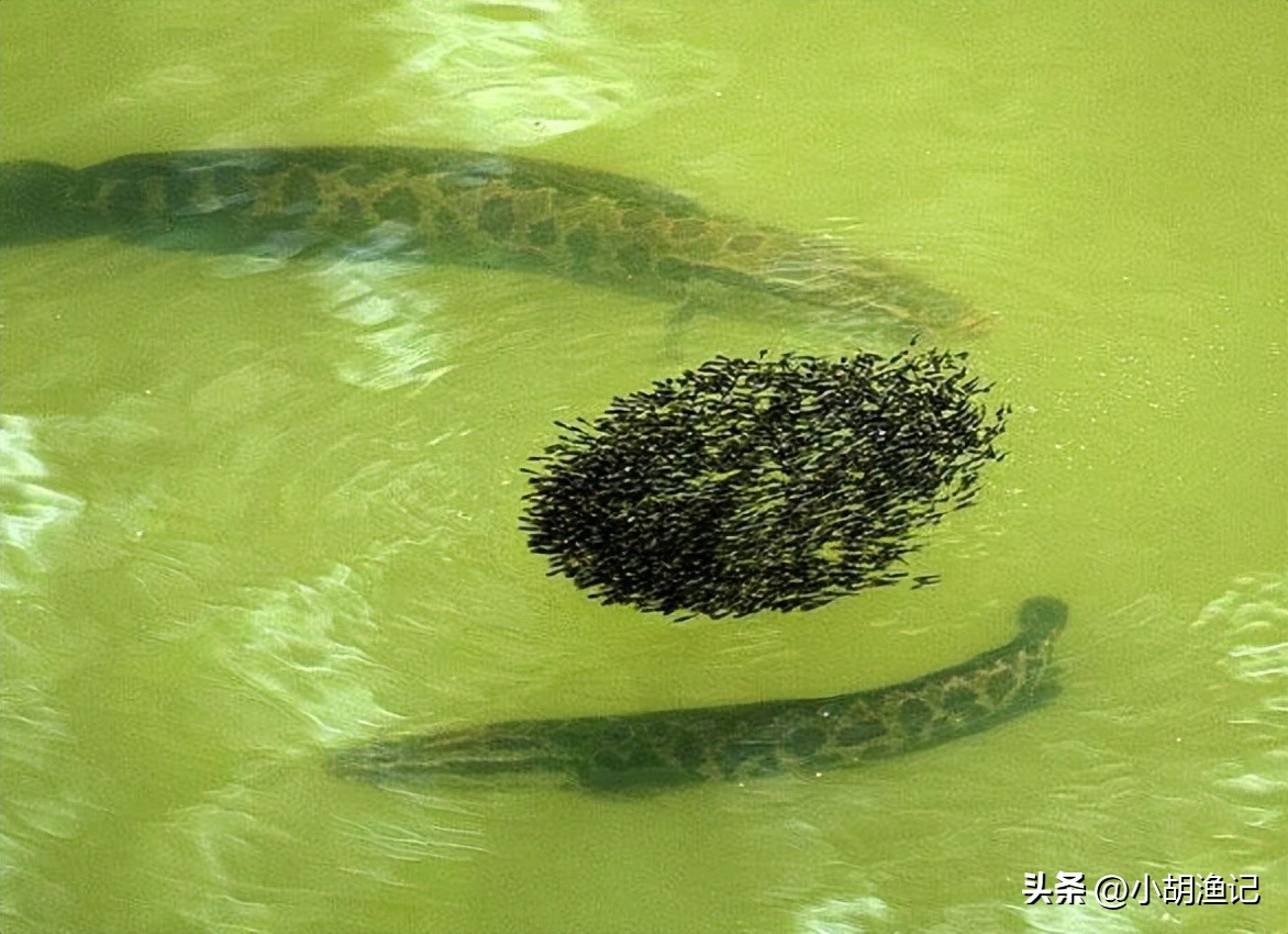The sorrow of the black fish! Although he has the fierce reputation of ...
