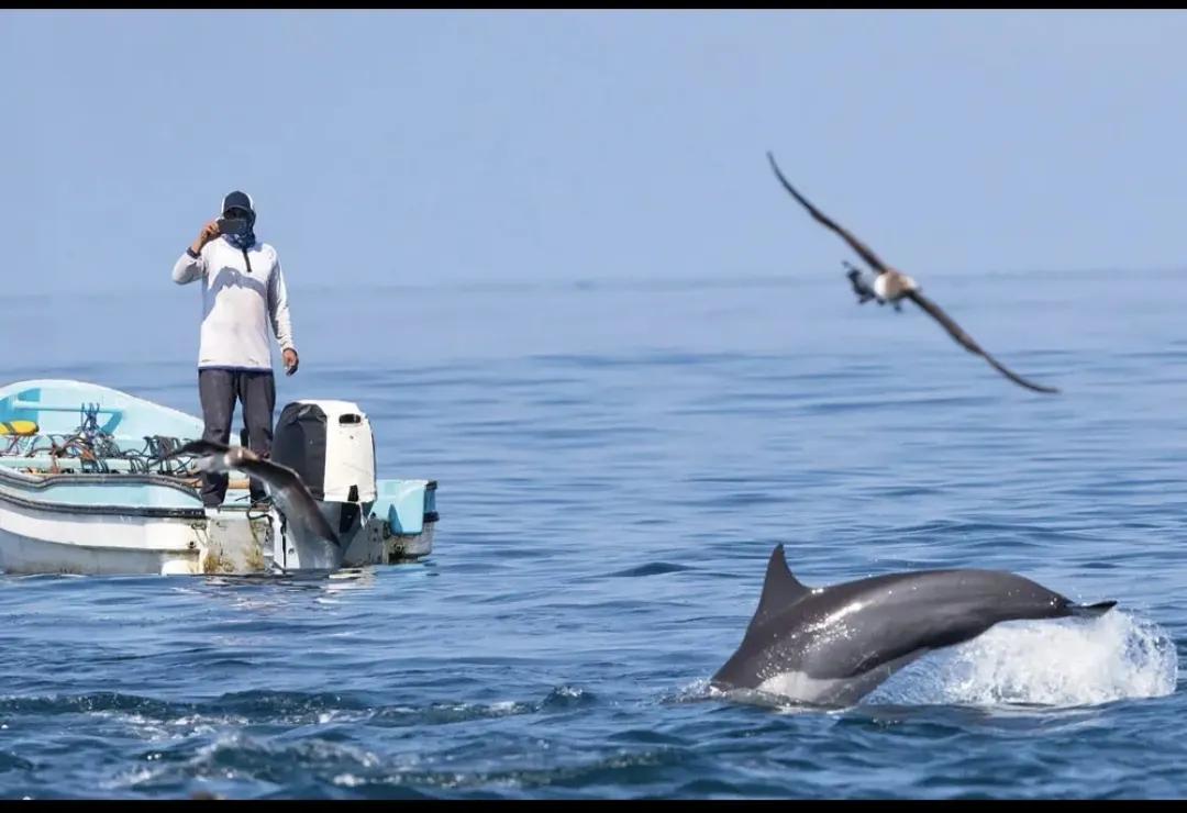 Dolphins "rescue" - iNEWS