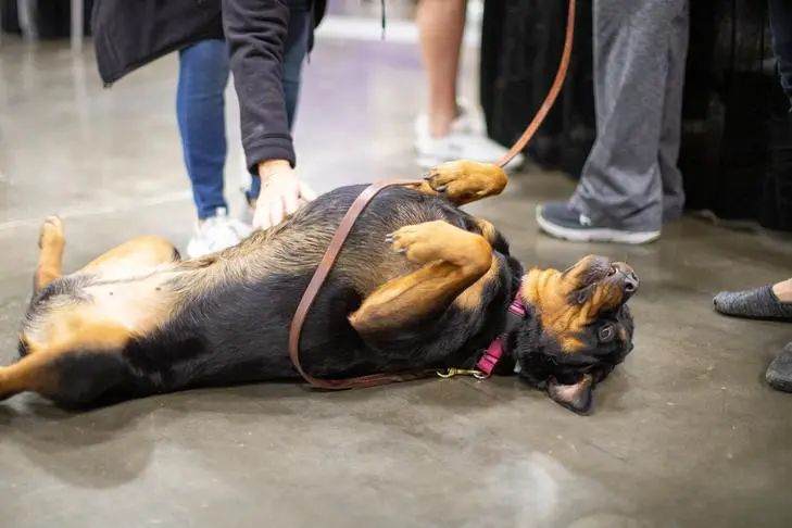 Why do dogs like to rub their bellies? How to give the best belly ...
