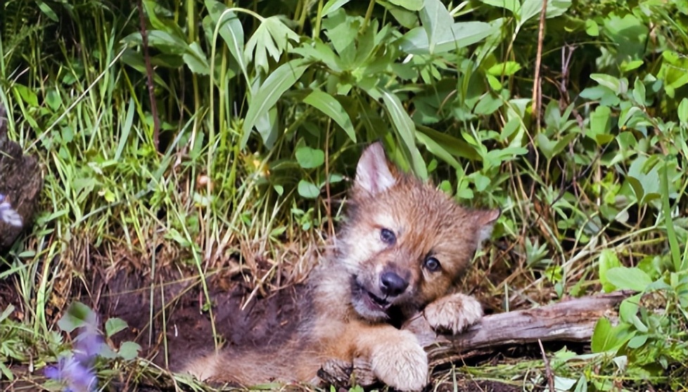 The owner of the farmhouse rescued the dying wolf cub and released it ...
