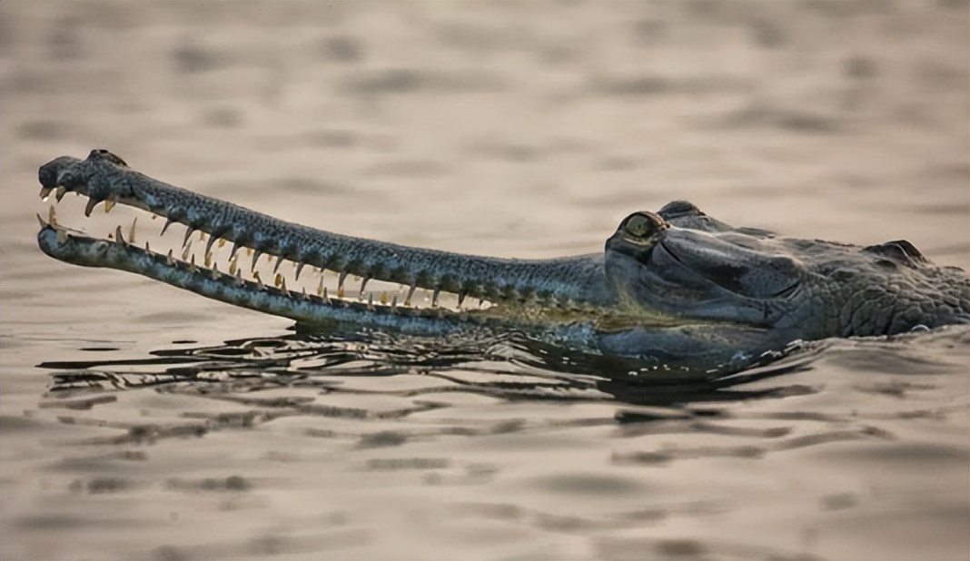 Explore the fantasy world of crocodile: Guardian of the underwater king ...